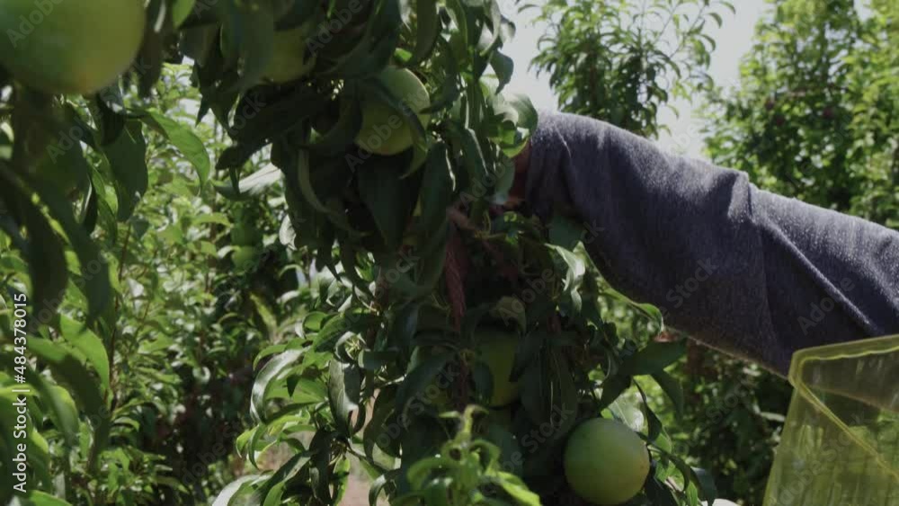 Collecting green fruits from a tree into a container. Orchards of ...