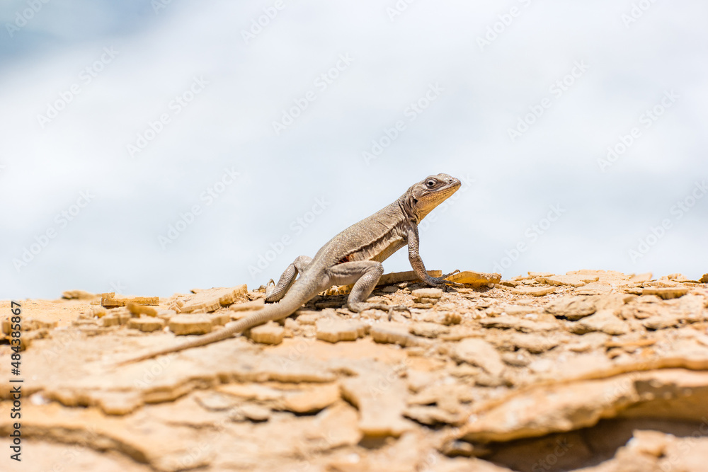Lizard in the Paracas National Reserve in Peru Stock Photo | Adobe Stock