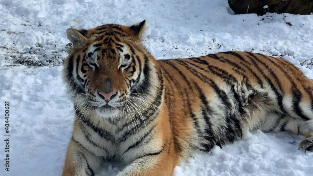 The Siberian or Amur tiger (Panthera tigris tigris or Panthera tigris ...
