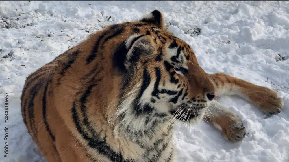 The Siberian or Amur tiger (Panthera tigris tigris or Panthera tigris ...