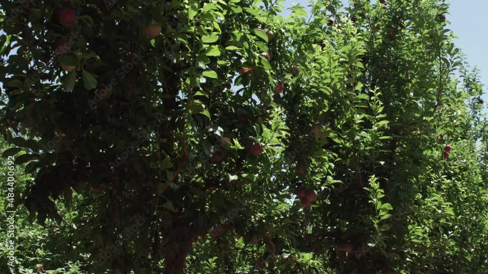 Dense rows of peach trees of fruit plantations in Israel. Stock ビデオ ...