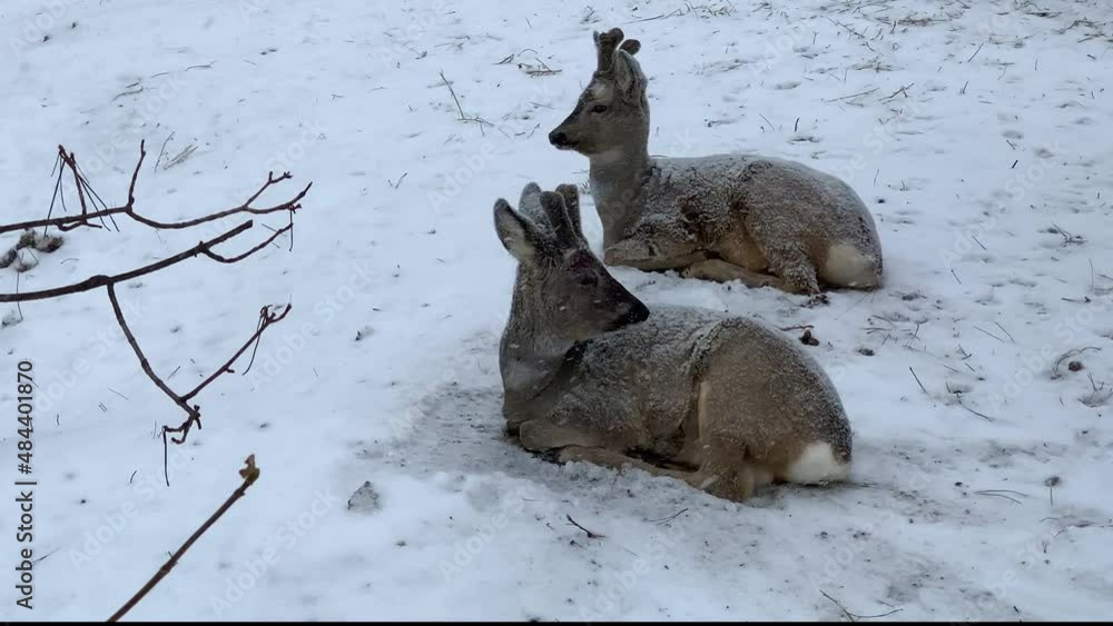 Roe deer (Capreolus capreolus) are the smallest deer in Europe. Very ...