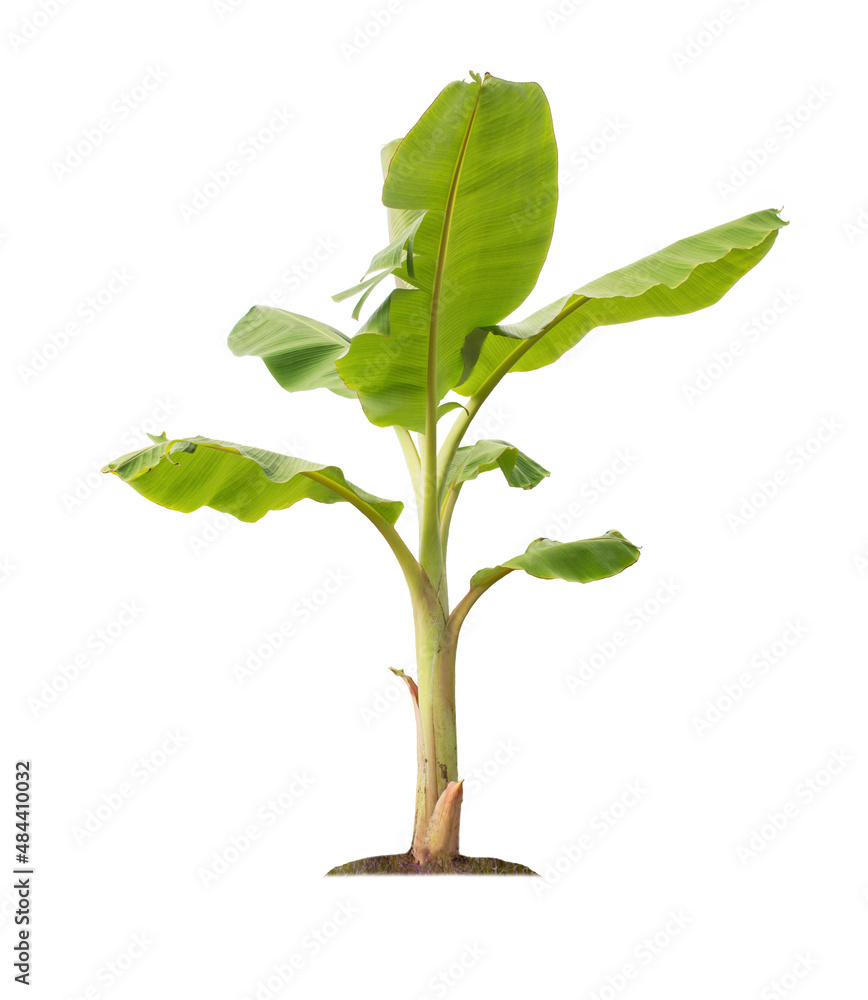 Banana tree isolated on white background with clipping paths for garden ...