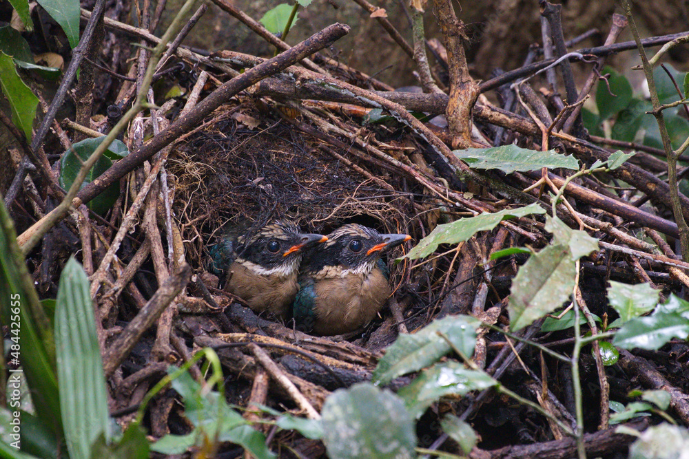 Blue winged pitta Variety of Pitta birds from Thailand with young and ...