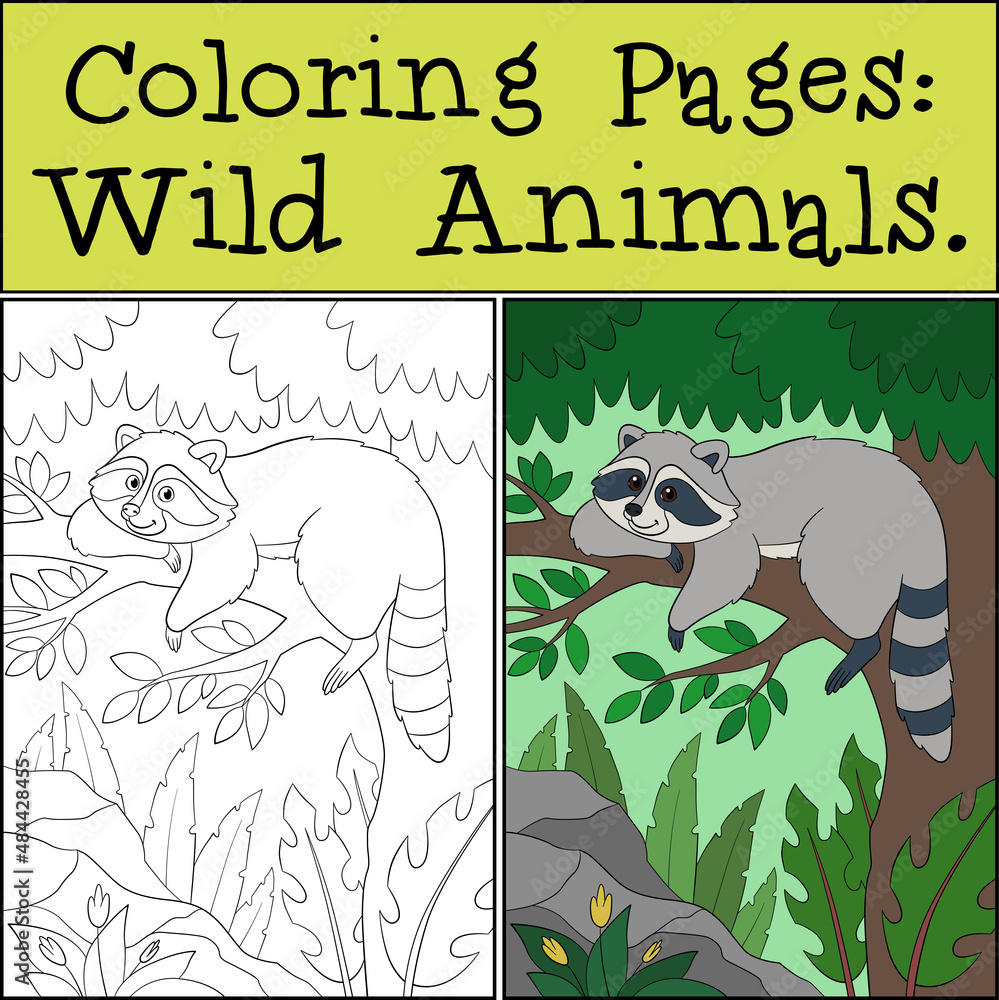 Coloring Pages: Wild Animals. Cute smiling raccoon rests on the tree ...