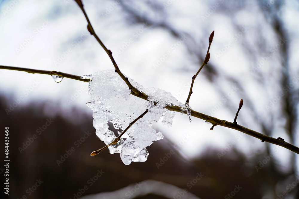 ice pattern, melted snow on a branch, dripping ice , winter background ...