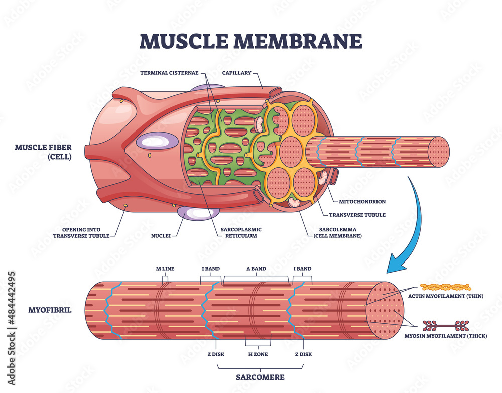 Muscle membrane or sarcolemma anatomical structure outline diagram ...
