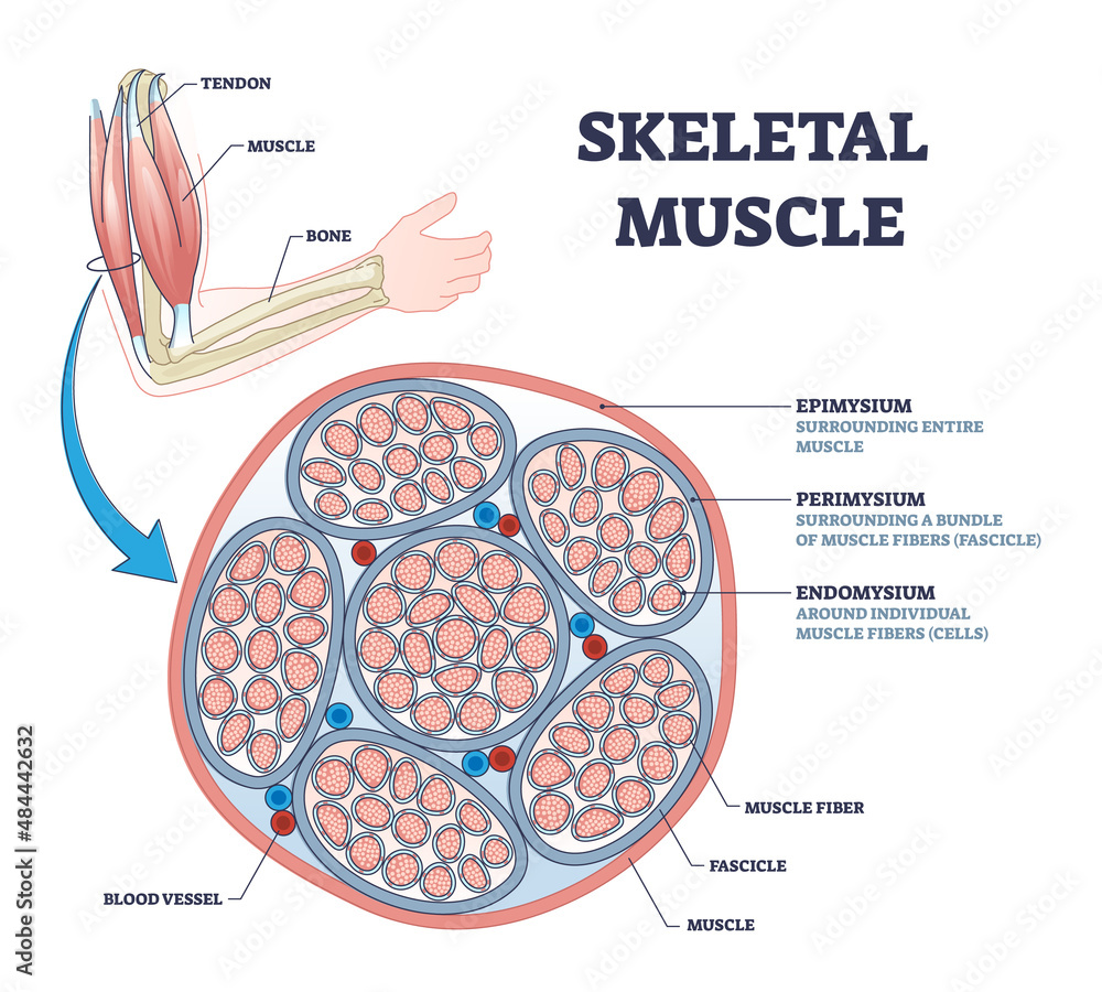 Skeletal muscle description with cross section structure outline ... Skeletal muscle description with cross section structure outline ...