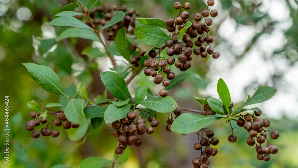 Lawsonia inermis, also known as Hina, the henna tree, the mignonette ...