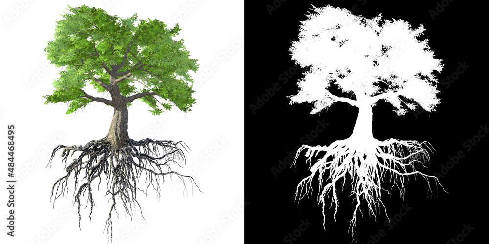 tree with roots isolated on white background with alpha mask for easy ...
