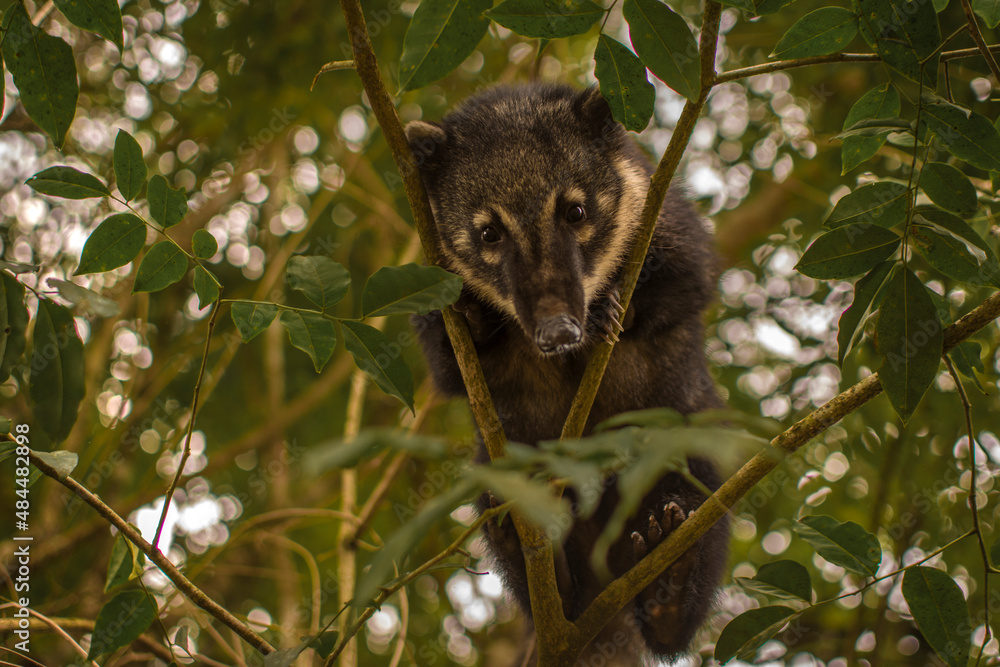 Coatí (nasua nasua) in the jungle rain forest looking at the camera ...