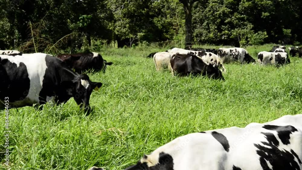 Video of brown holstein friesian cow close with farm life in Latin ...