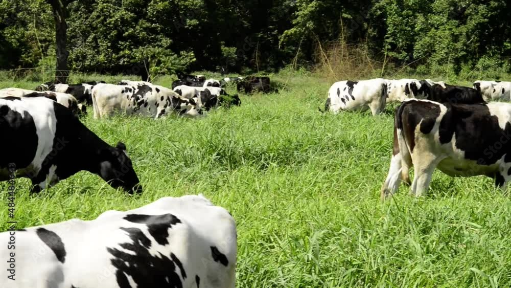 Video of brown holstein friesian cow close with farm life in Latin ...