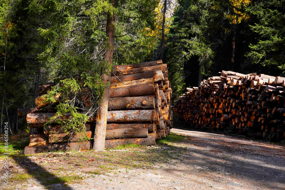 Deforestation of forest nature. Deforestation of forest trees. Natural ...