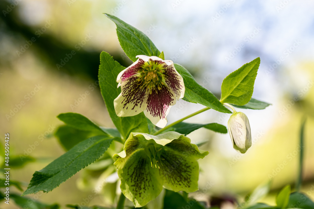 Helleborus orientalis Ballard hybrids Yellow Spotted flower Stock Photo ...