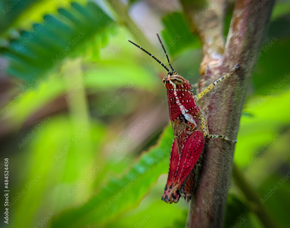 Red grasshoppers on a tree with blur nature background. Grasshoppers ...