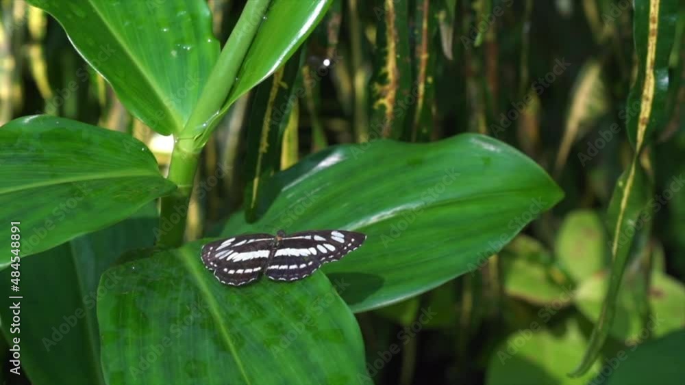 Butterfly Malay Staff Sergeant with wings open, and moving on a green ...
