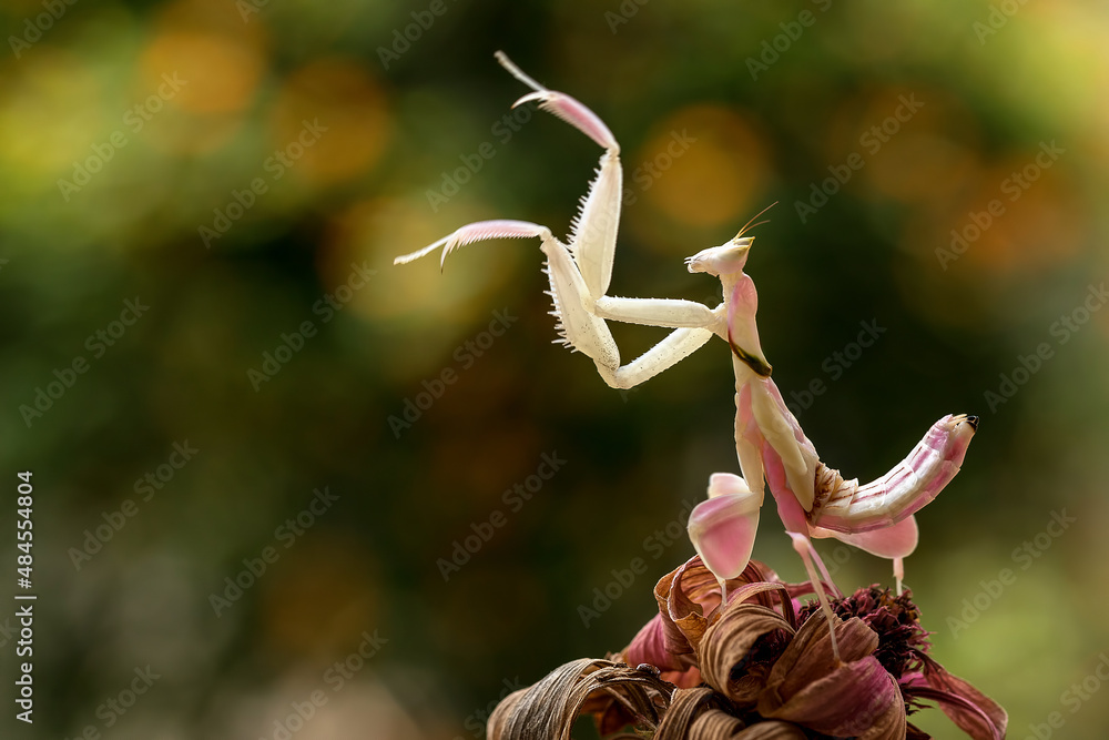 Pink Orchid Mantis or Flower Mantis (Hymenopus coronatus) is a mantis ...