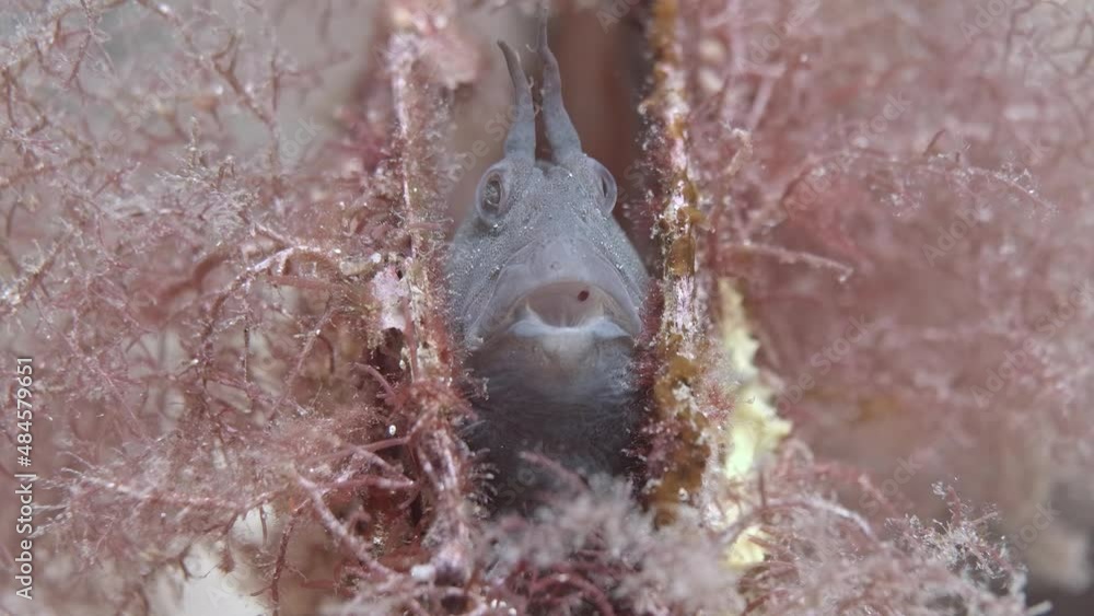 Parablennius tasmanianus Tasmanian Blenny in razorfish shell at port ...