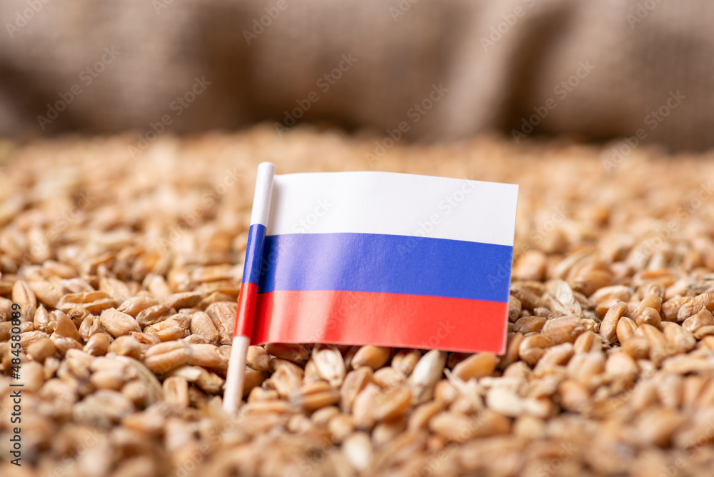 Flag of Russian Federation on wheat. Harvest of wheat in Russia concept ...