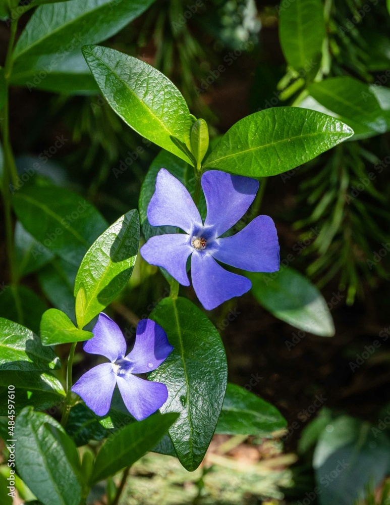 Periwinkle Colored Flowers