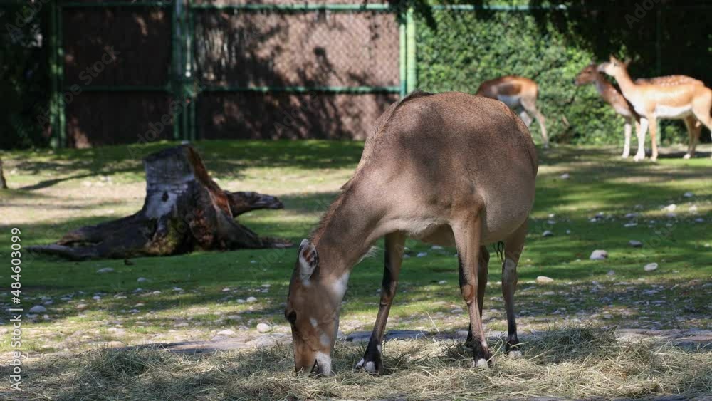 The nilgai or blue cow. Boselaphus tragocamelus is the largest Asian ...