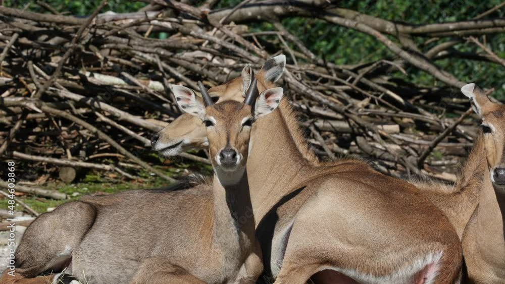 The nilgai or blue cow. Boselaphus tragocamelus is the largest Asian ...