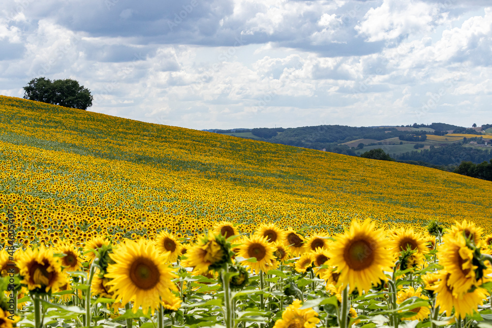 paysage d'un champ fleuri de tournesol jaunes sur des collines ...