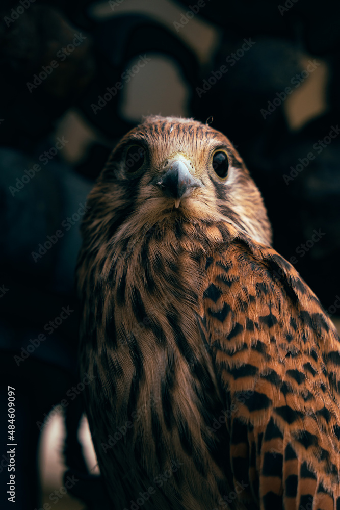 Bird from up close Stock Photo | Adobe Stock