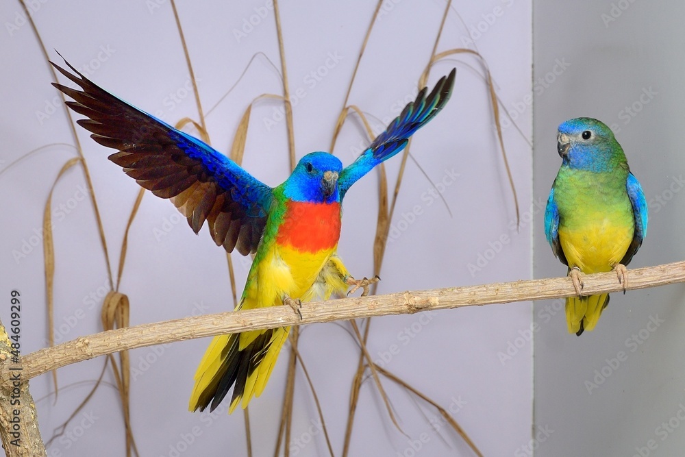 Ein Glanzsittich Männchen (Neophema splendida) landet auf einemZweig in ...