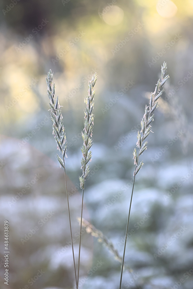 Perennial ryegrass, also known as English ryegrass, winter ryegrass or ...