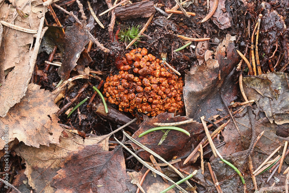 Alder root nodule, example of symbiosis with nitrogen-fixing bacteria ...