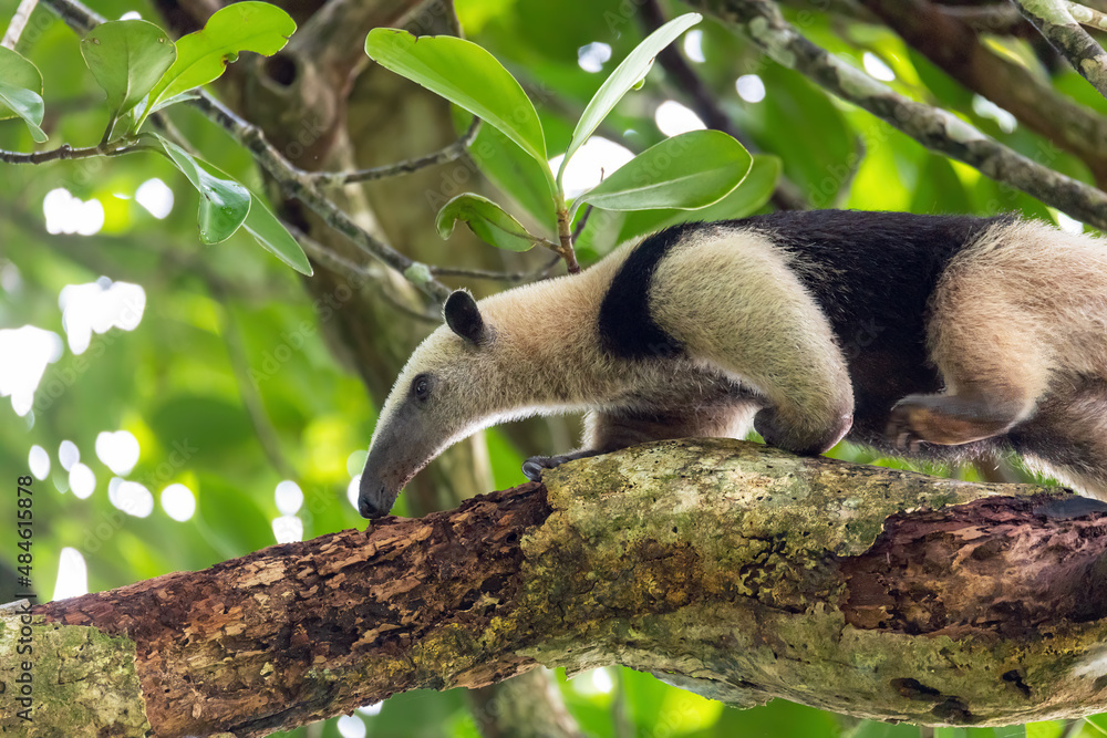 Northern Tamandua
