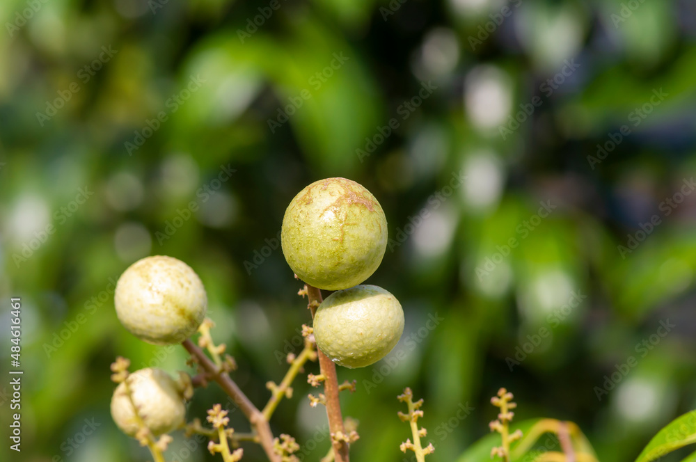Longan ripe fruits (Dimocarpus longan) on the tree, in shallow focus ...