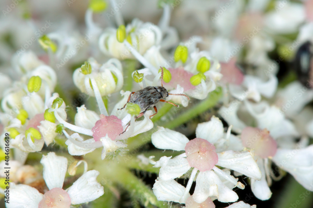 Tiny beetle Bruchidius imbricornis in the bean weevil subfamily ...