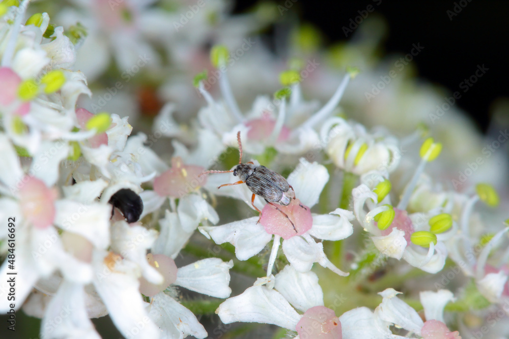 Fotka „Tiny beetle Bruchidius imbricornis in the bean weevil subfamily ...