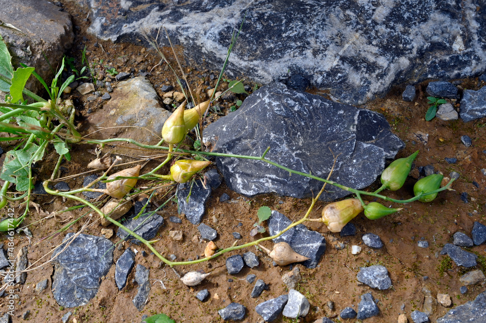 Früchte des Acker-Rettich // fruits of the wild radish, white charlock ...