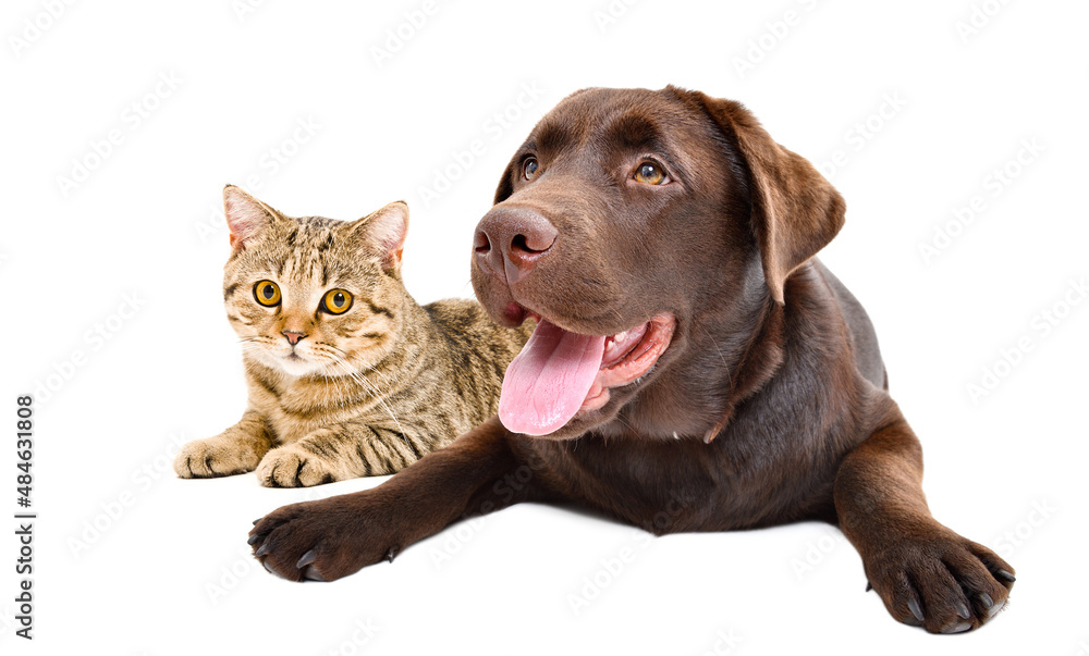 Young cute Labrador dog and cat Scottish Straight lying together ...