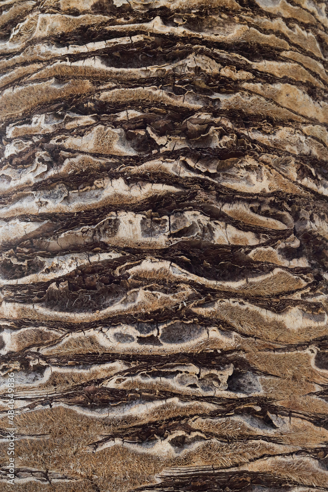 Palm Tree Trunk Pattern