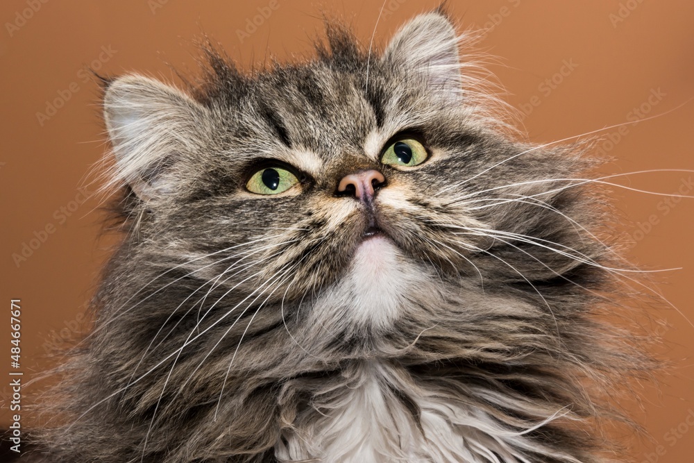 Long haired grey tabby cat Stock Photo | Adobe Stock