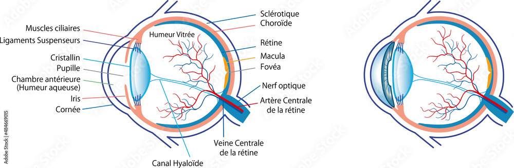 anatomie de l'oeil humain avec avec explication détaillée illustration ...