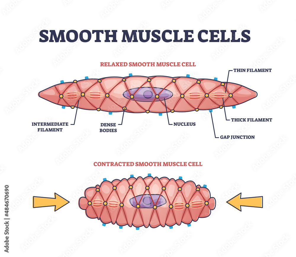 Smooth muscle cells anatomical structure description outline diagram ...