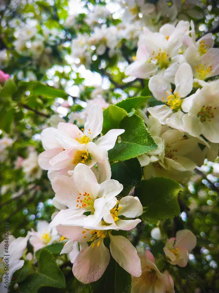 Apple Tree In Bloom