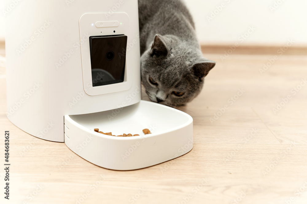 smart pet feeder. feeder with remote control and built-in camera. cat ...