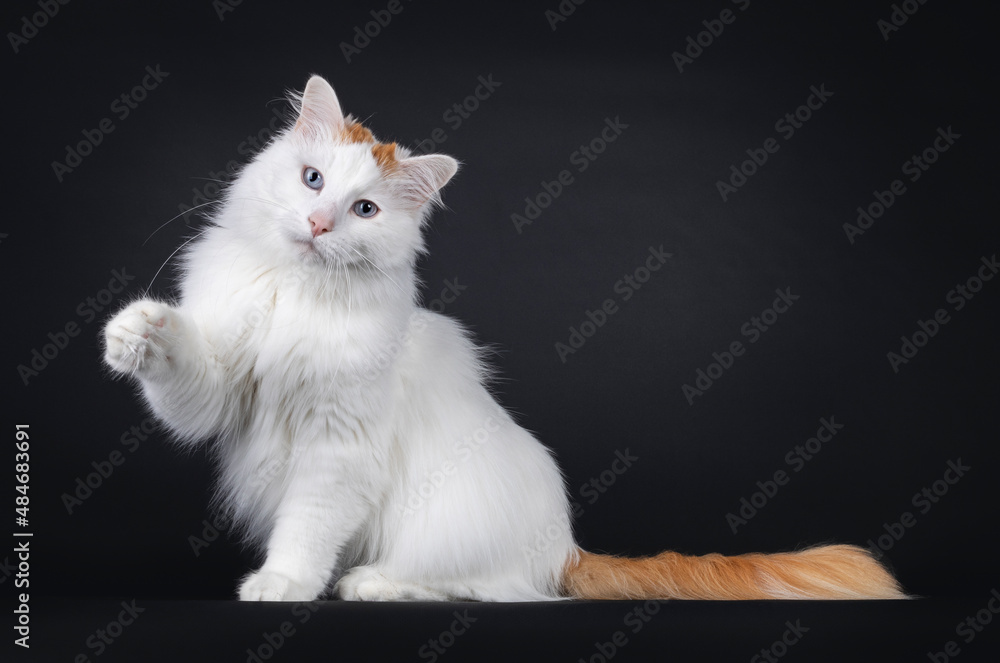 Handsome senior Turkish Van cat, sitting side ways with one paw ...