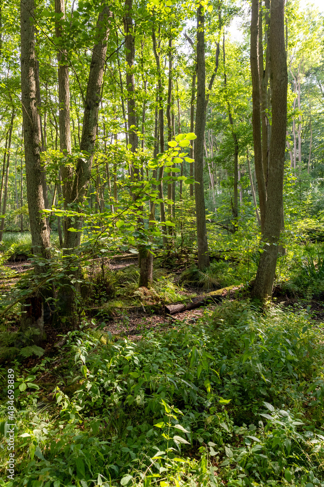 German Moor forest landscape with fern, grass and deciduous trees in ...