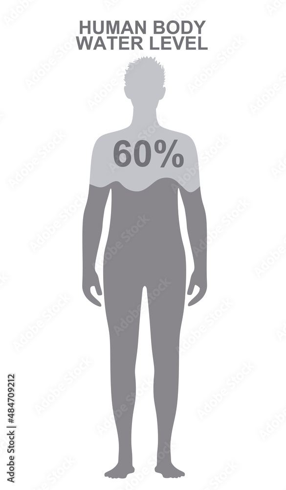 Human body water level. vector Stock Vector | Adobe Stock