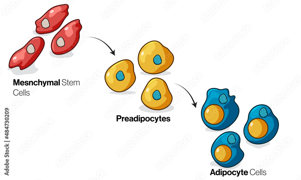Adipocyte Differentiation Pathway, Vector Illustration of Mesenchymal ...