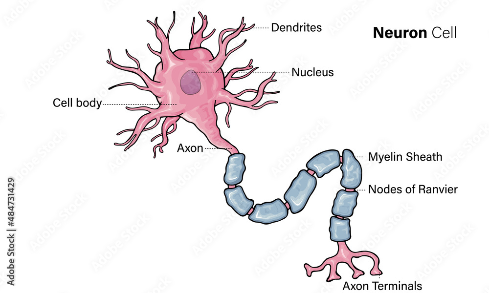 Neuron or nerve cell labelled structure illustration in white ...