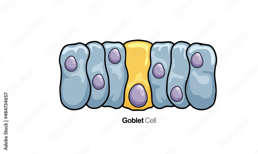 Goblet Cells Detailed Vector Illustration, Mucin secreting Epithelial ...